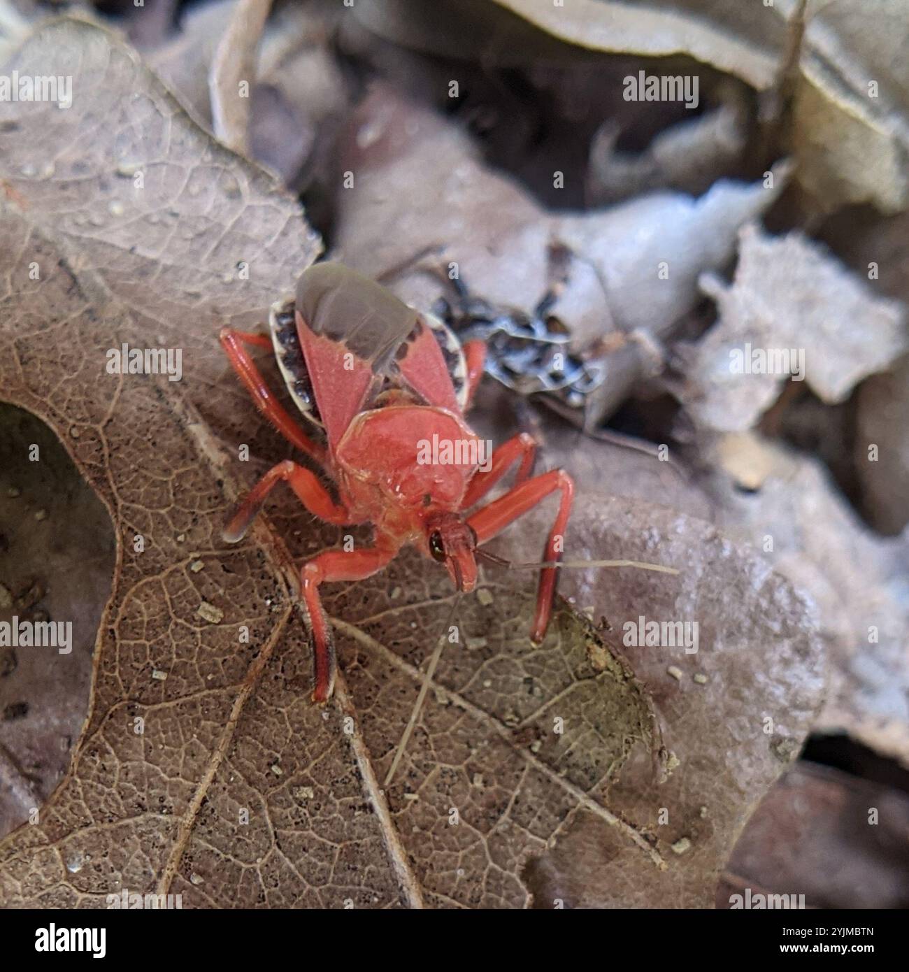 Plains Bee Assassin (Apiomerus spissipes Stock Photo - Alamy