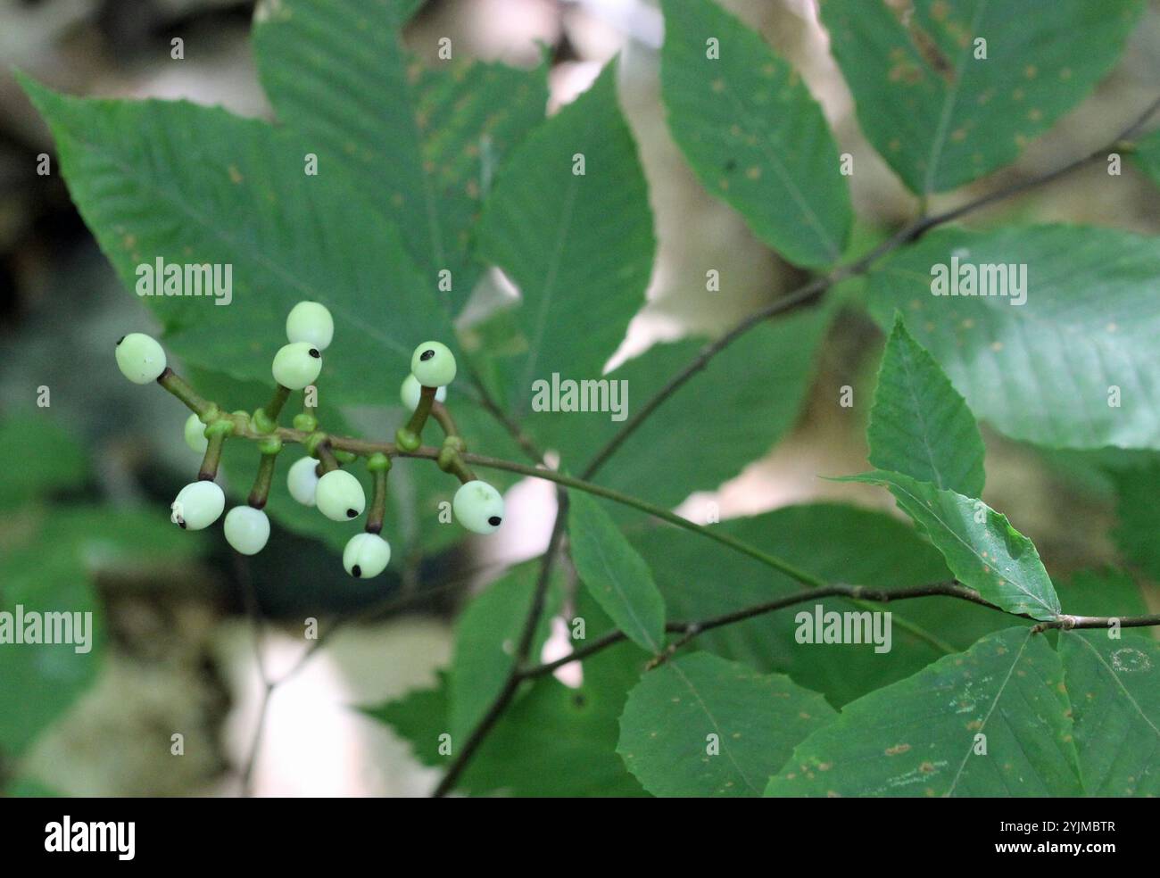 white baneberry (Actaea pachypoda Stock Photo - Alamy