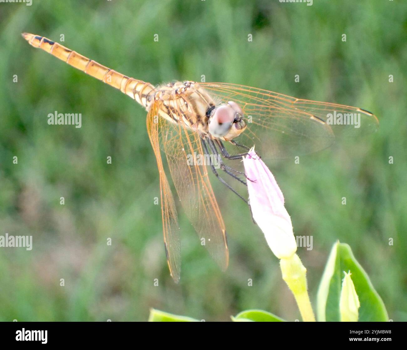 Violet Dropwing (Trithemis annulata Stock Photo - Alamy