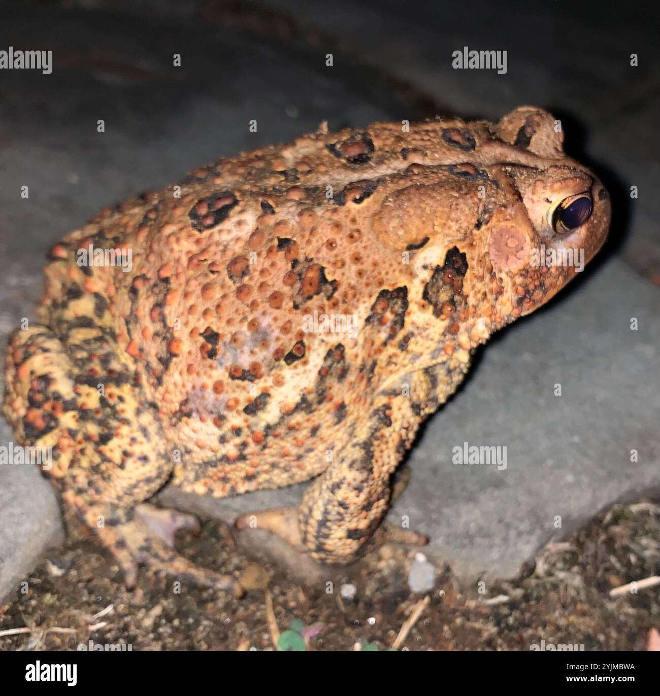 Eastern American Toad (Anaxyrus americanus americanus Stock Photo - Alamy