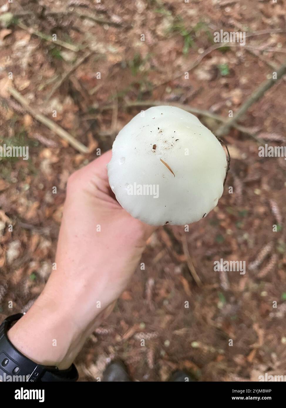 Eastern North American Destroying Angel (Amanita bisporigera Stock ...