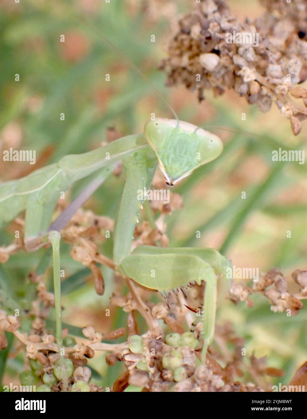 Giant African Mantis (Sphodromantis viridis Stock Photo - Alamy