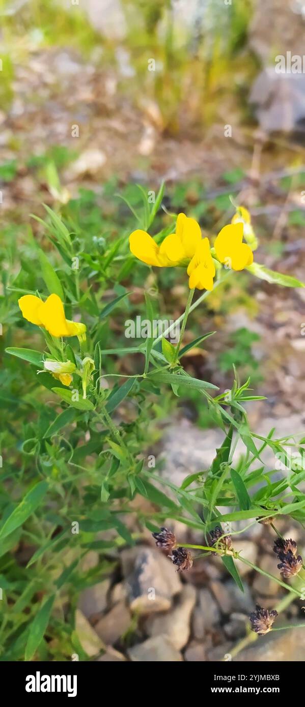 meadow pea (Lathyrus pratensis Stock Photo - Alamy