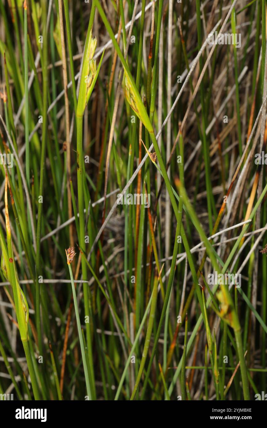 common spikerush (Eleocharis palustris Stock Photo - Alamy