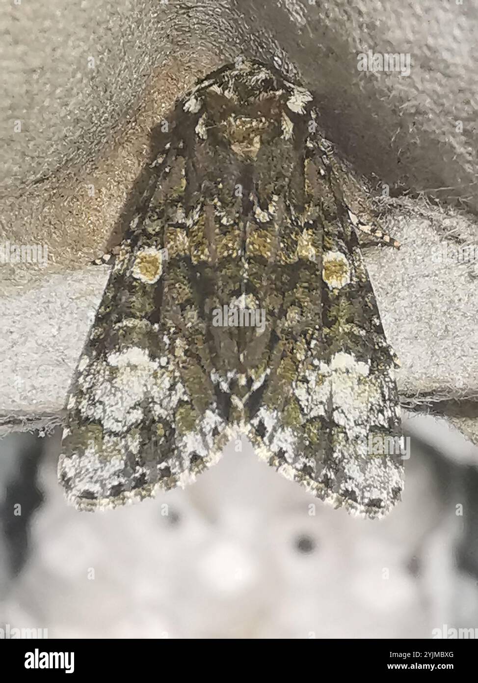Coronet (Craniophora ligustri Stock Photo - Alamy