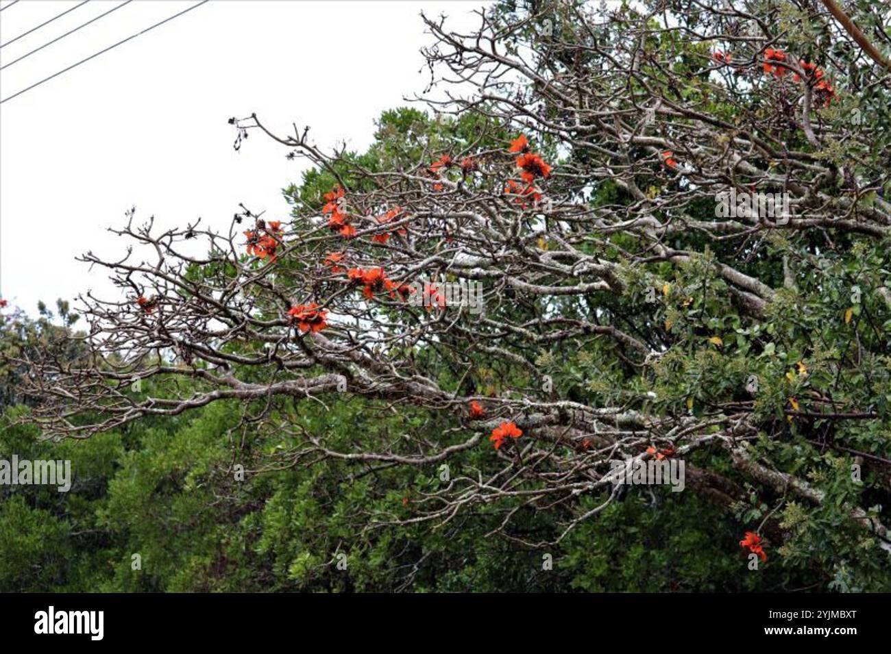 South African Coral Tree (Erythrina caffra Stock Photo - Alamy