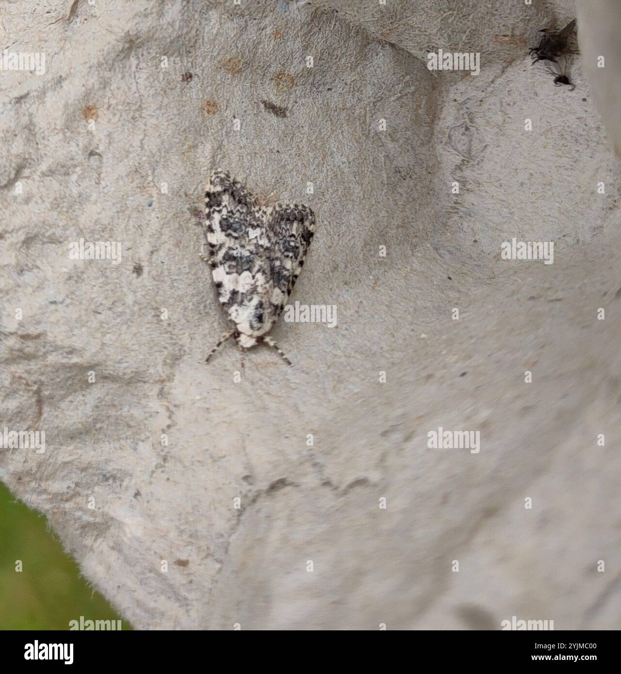 Marbled Beauty (Bryophila domestica Stock Photo - Alamy