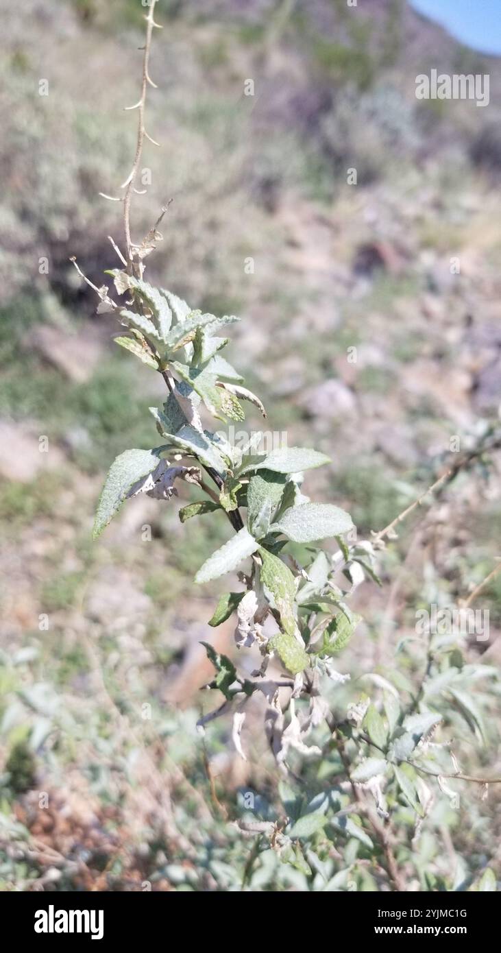 triangle-leaf bursage (Ambrosia deltoidea Stock Photo - Alamy
