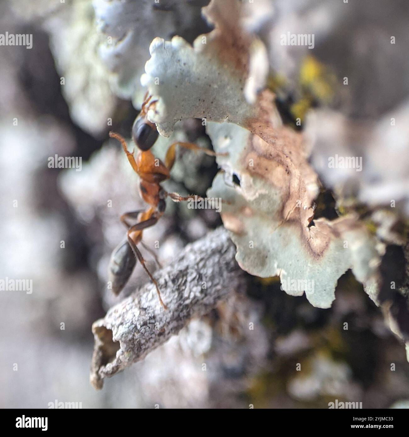 Graceful Twig Ant (Pseudomyrmex gracilis Stock Photo - Alamy