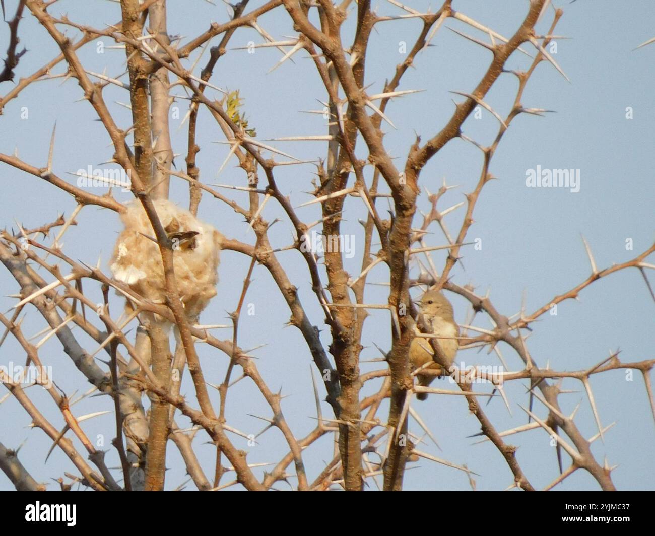 African Penduline-Tit (Anthoscopus caroli Stock Photo - Alamy