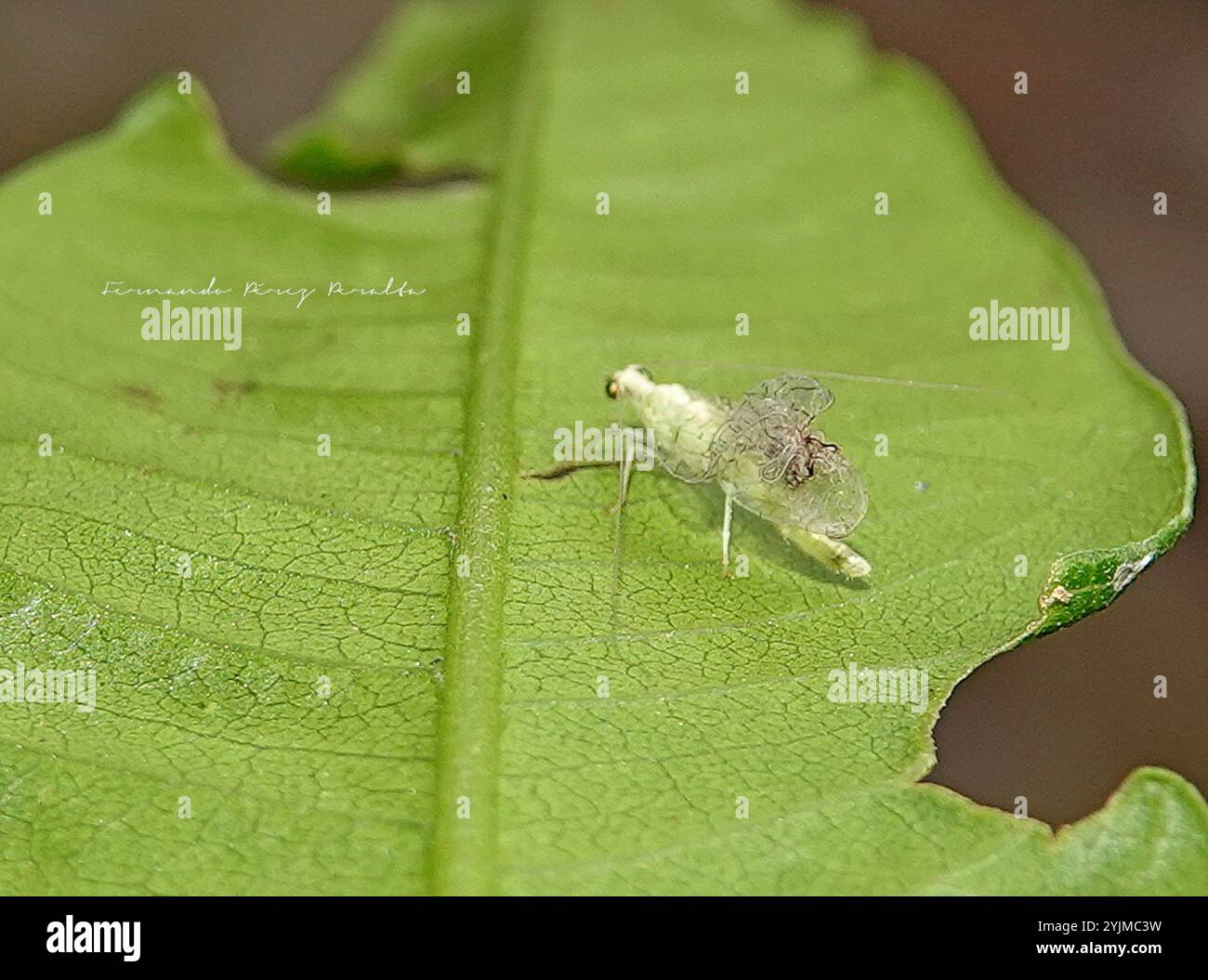 Green Lacewings (Chrysopidae Stock Photo - Alamy