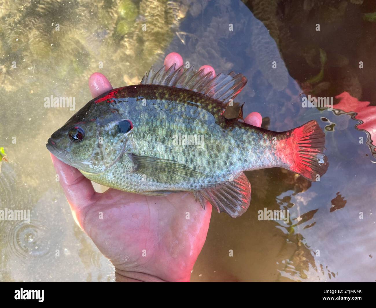 Redear sunfish hi-res stock photography and images - Alamy