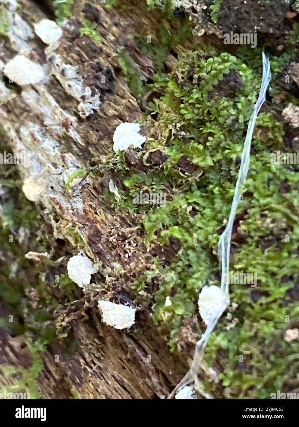 slime molds (Mycetozoa Stock Photo - Alamy