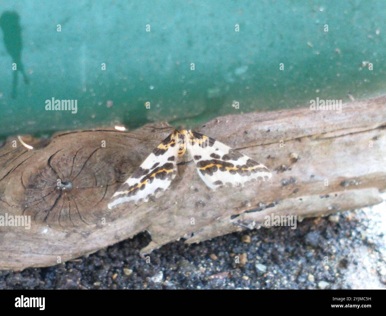 Magpie Moth (Abraxas grossulariata Stock Photo - Alamy