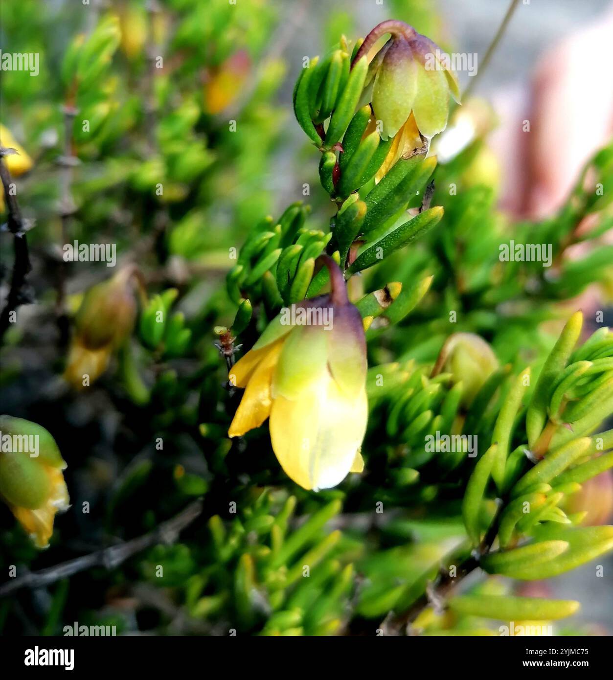 Roepera hi-res stock photography and images - Alamy