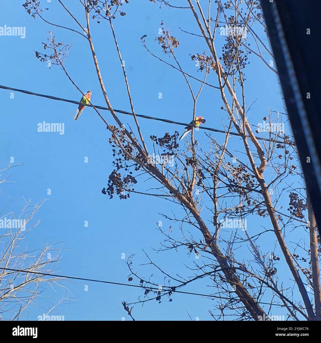 Eastern Rosella (Platycercus eximius Stock Photo - Alamy