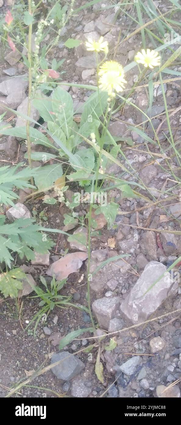 narrow-leaved hawksbeard (Crepis tectorum Stock Photo - Alamy