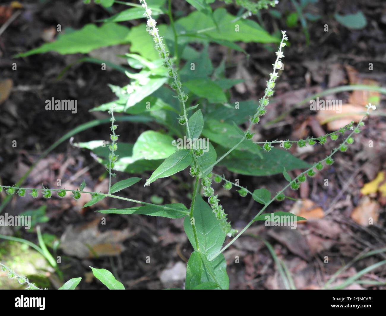 virginia stickseed (Hackelia virginiana Stock Photo - Alamy
