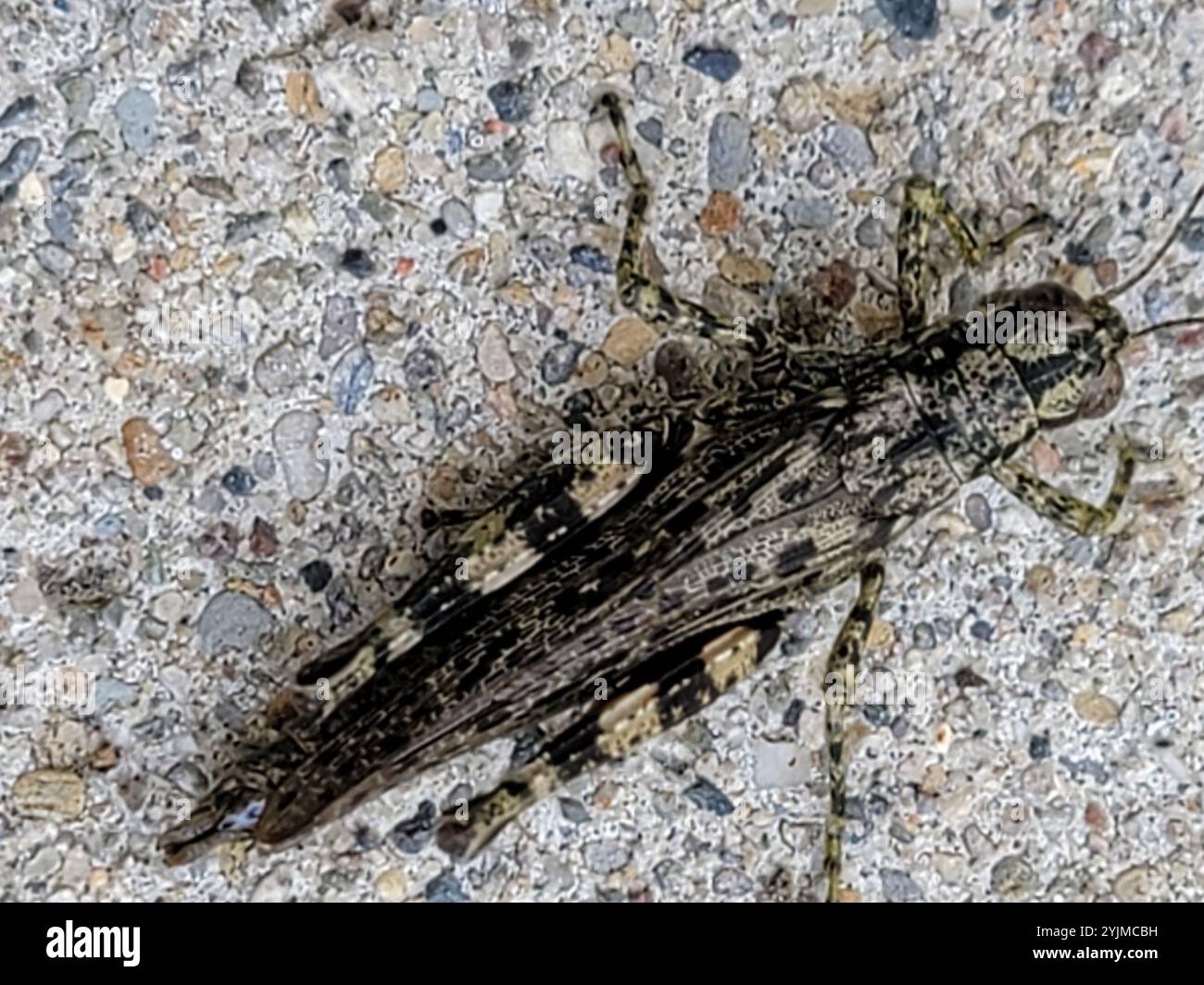 Pine tree Spur-throat Grasshopper (Melanoplus punctulatus Stock Photo ...