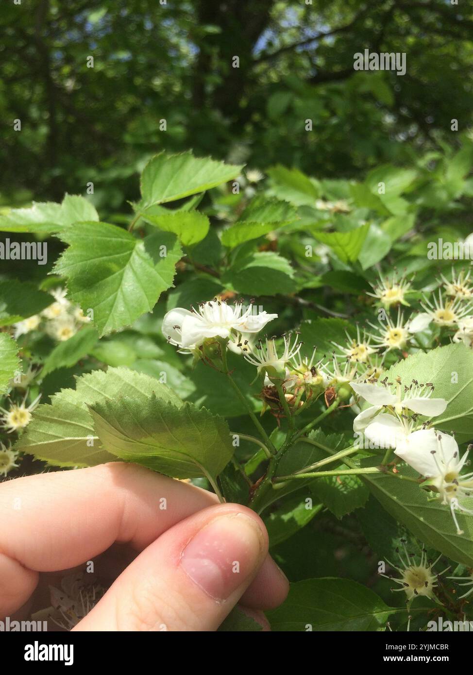 Caughnawaga hawthorn (Crataegus suborbiculata Stock Photo - Alamy
