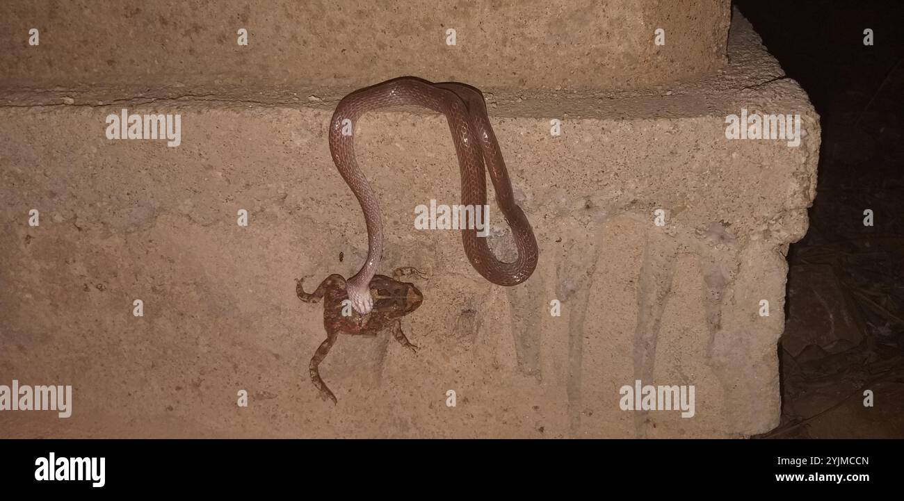 Marbled Tree Snake (Dipsadoboa aulica Stock Photo - Alamy