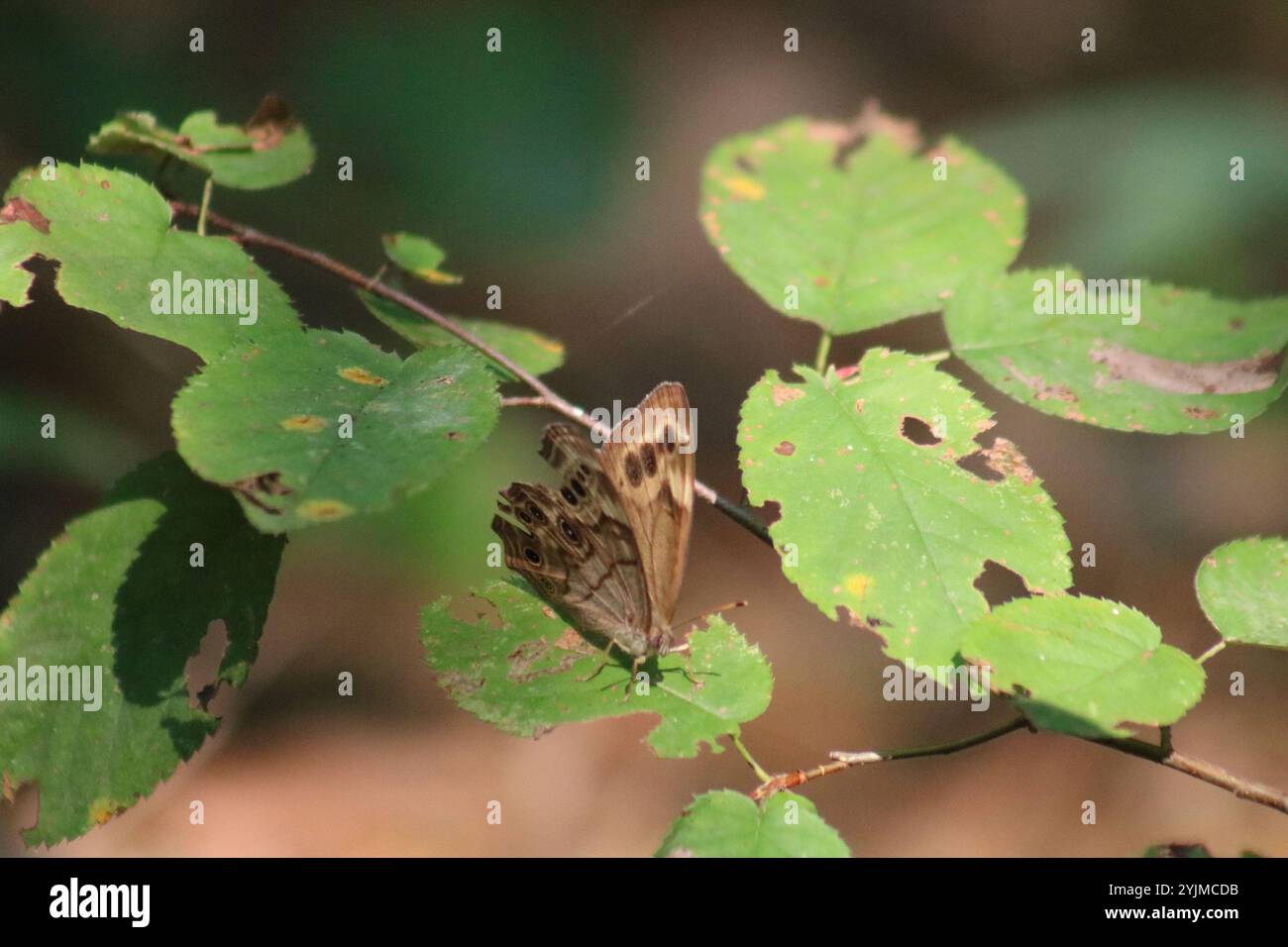 Northern Pearly-eye (Lethe anthedon Stock Photo - Alamy