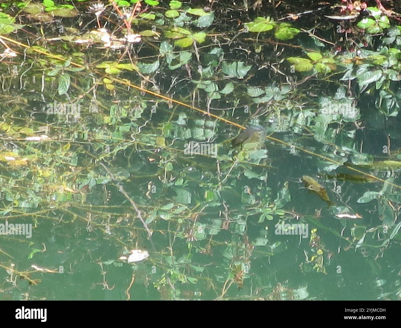 Ray-finned Fishes (Actinopterygii Stock Photo - Alamy