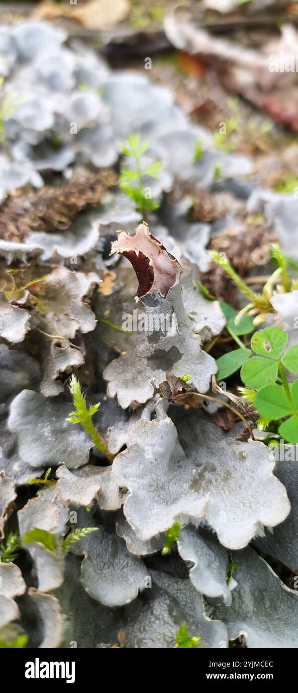 dog pelt lichen (Peltigera canina Stock Photo - Alamy