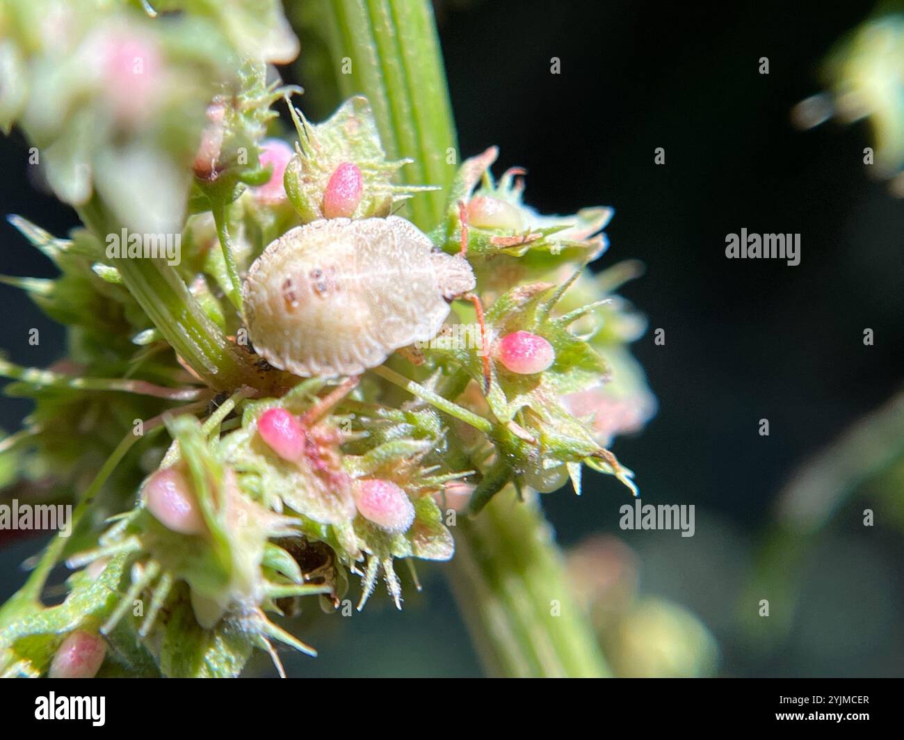 Stink Bugs, Shield Bugs, and Allies (Pentatomoidea Stock Photo - Alamy