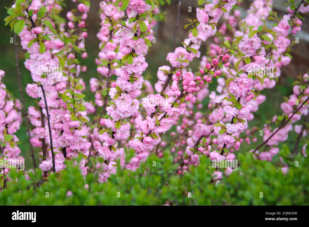 Mandelbaeumchen,, Prunus tribola Multiplex,, Almond tree Stock Photo ...