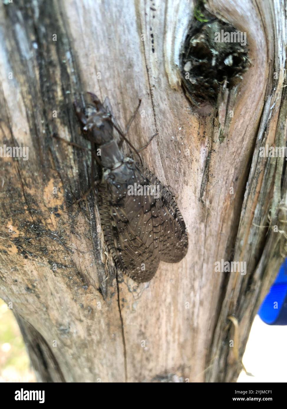 Eastern Dobsonfly (Corydalus cornutus Stock Photo - Alamy