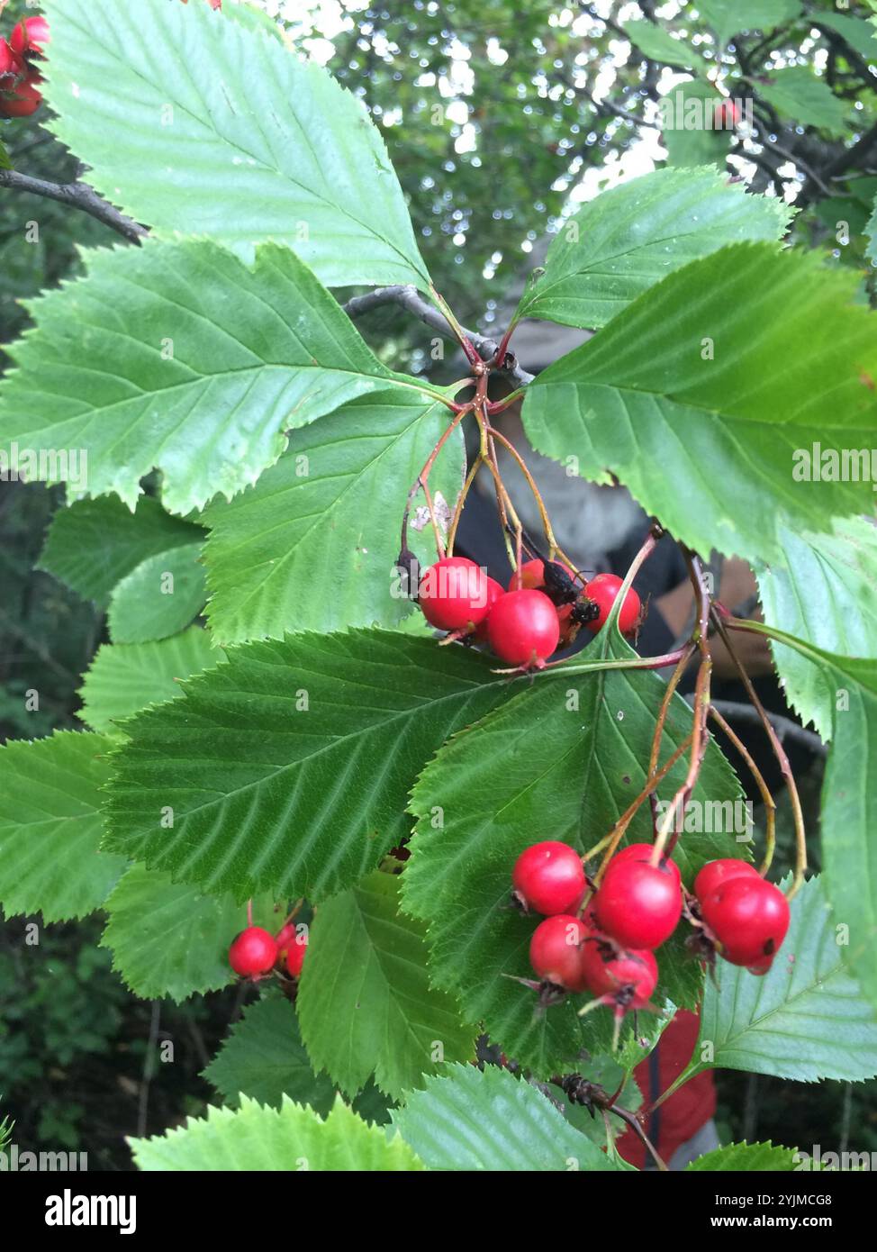Large-thorn hawthorn (Crataegus macracantha Stock Photo - Alamy