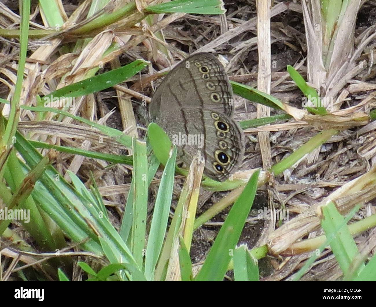 Carolina Satyr (Hermeuptychia sosybius Stock Photo - Alamy