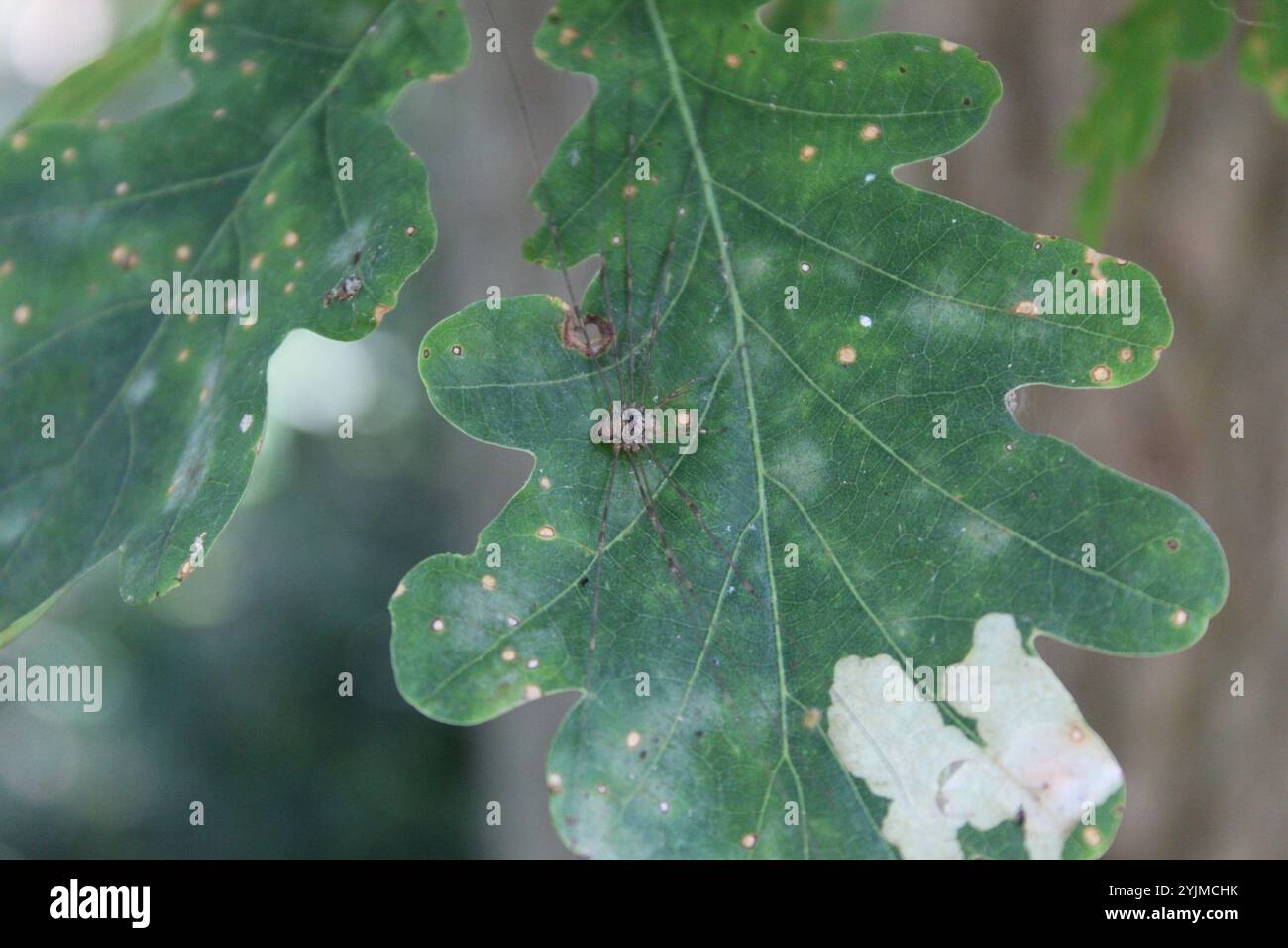 Dicranopalpus ramosus hi-res stock photography and images - Alamy