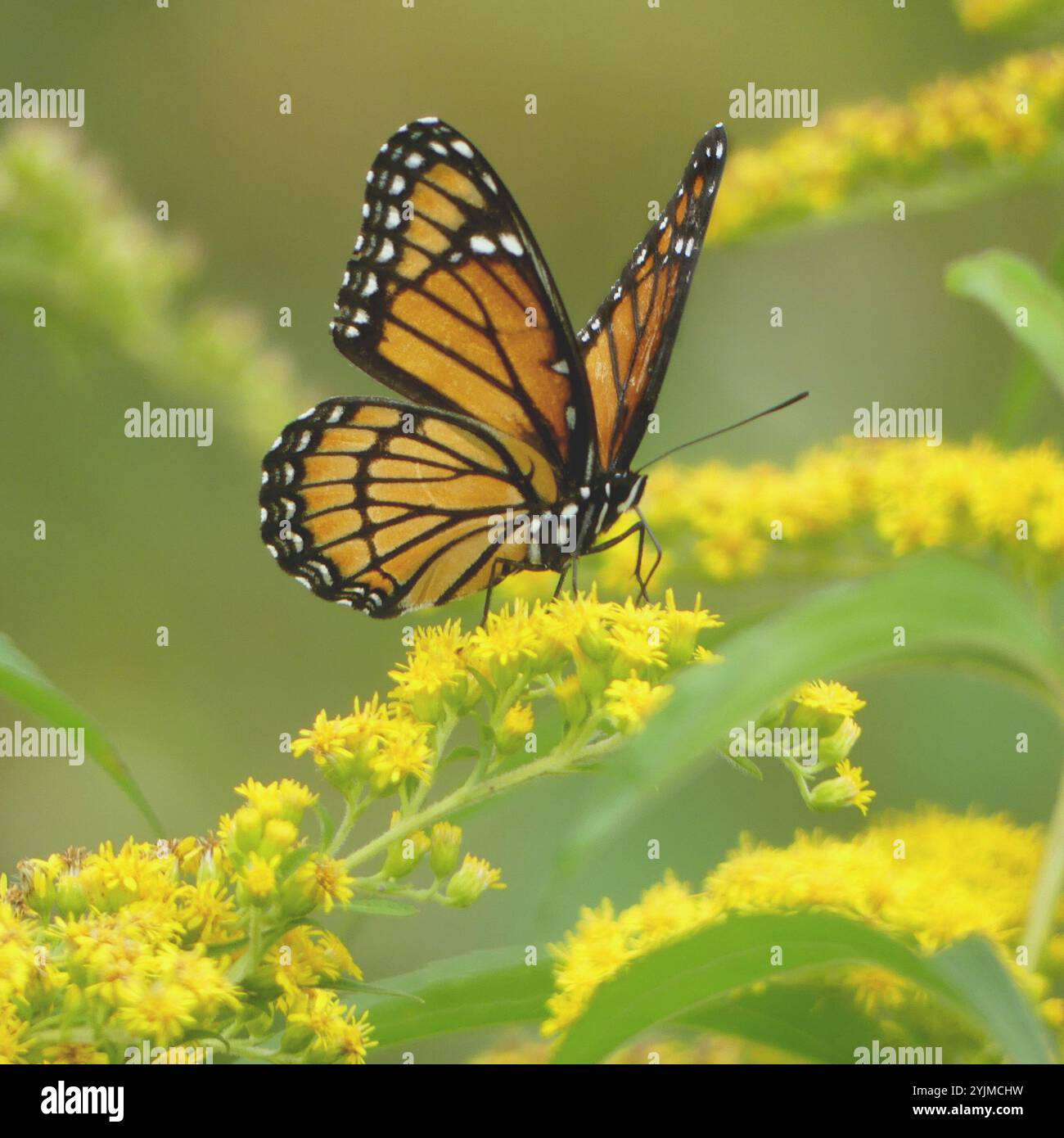 Viceroy (Limenitis archippus Stock Photo - Alamy
