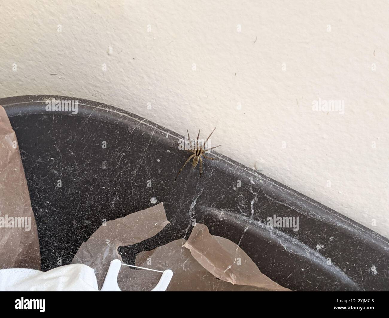 Grass Spiders (Agelenopsis Stock Photo - Alamy