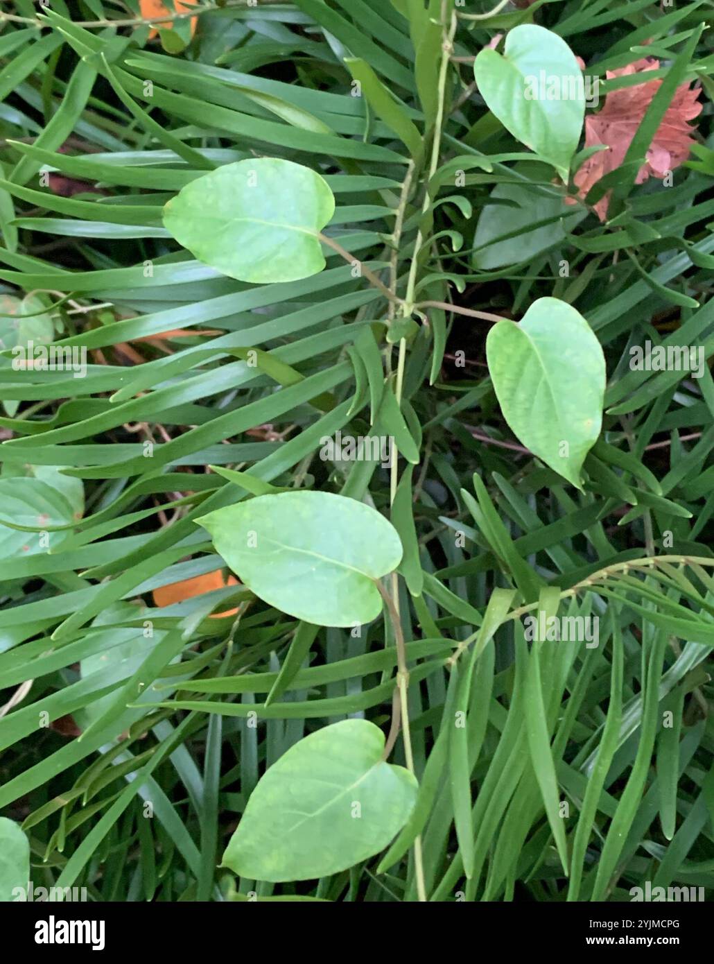 skunk vine (Paederia foetida Stock Photo - Alamy