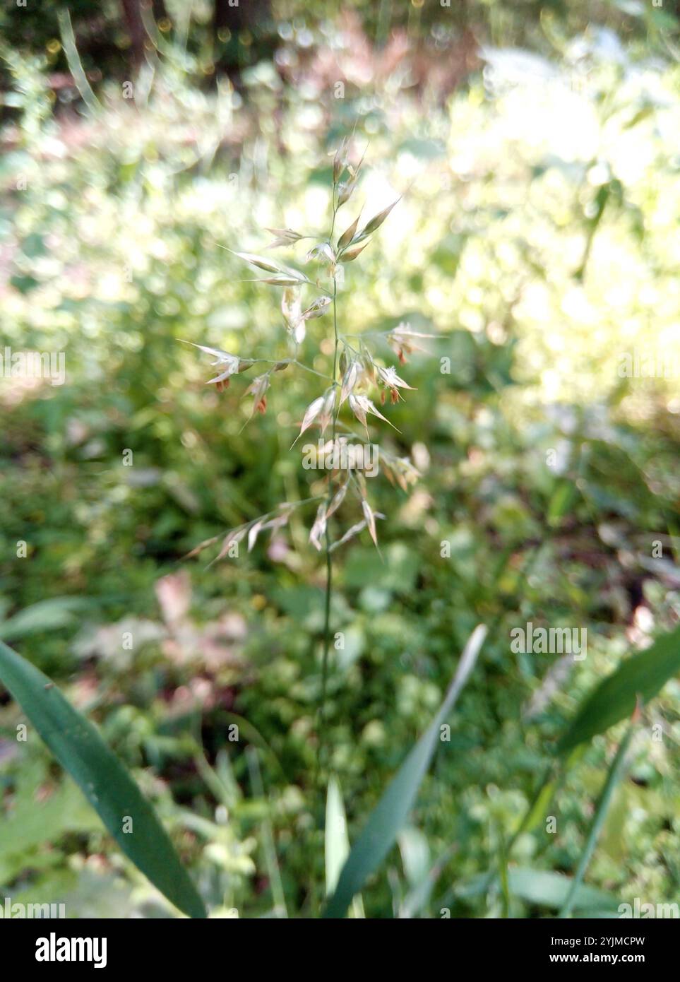 creeping velvet grass (Holcus mollis Stock Photo - Alamy