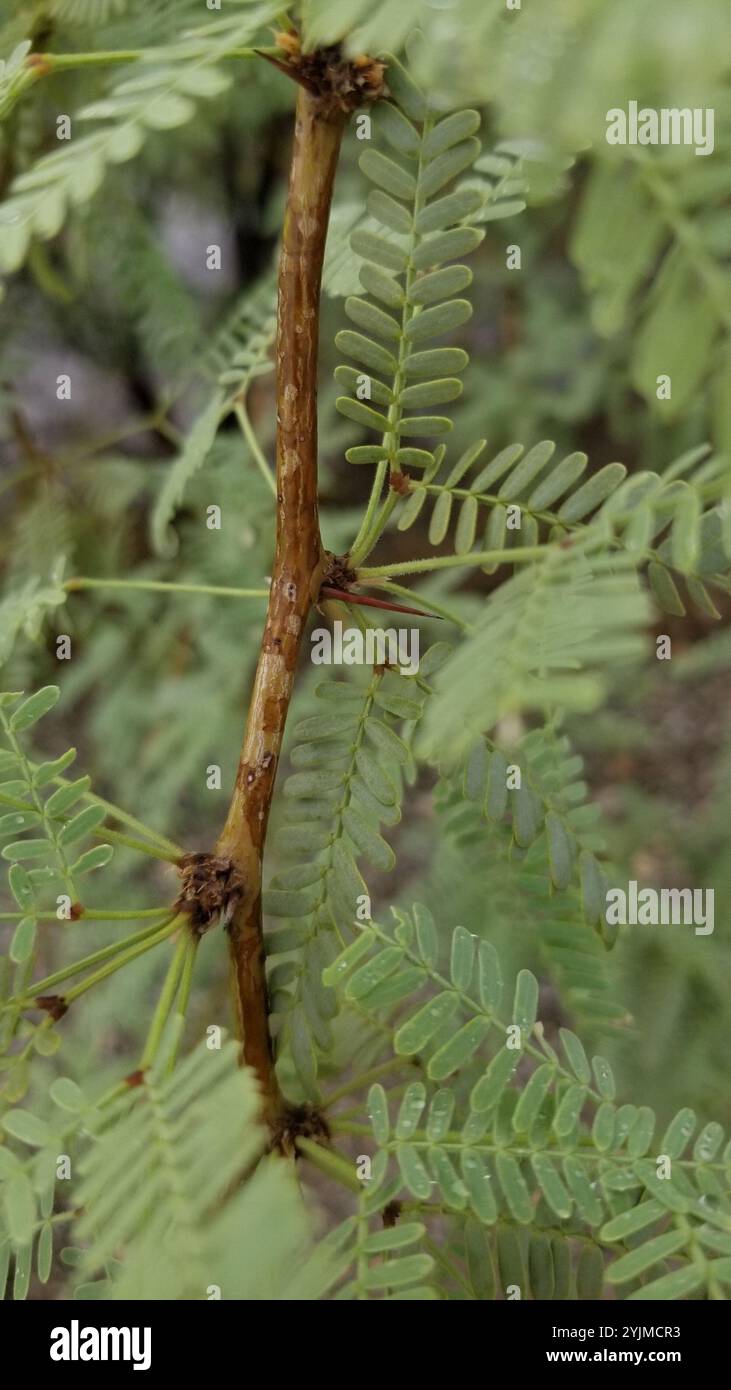 velvet mesquite (Neltuma velutina Stock Photo - Alamy