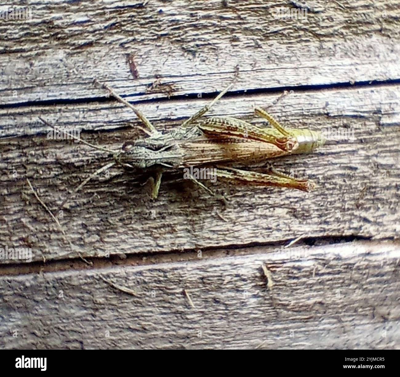 Locomotive Grasshopper (Chorthippus apricarius Stock Photo - Alamy