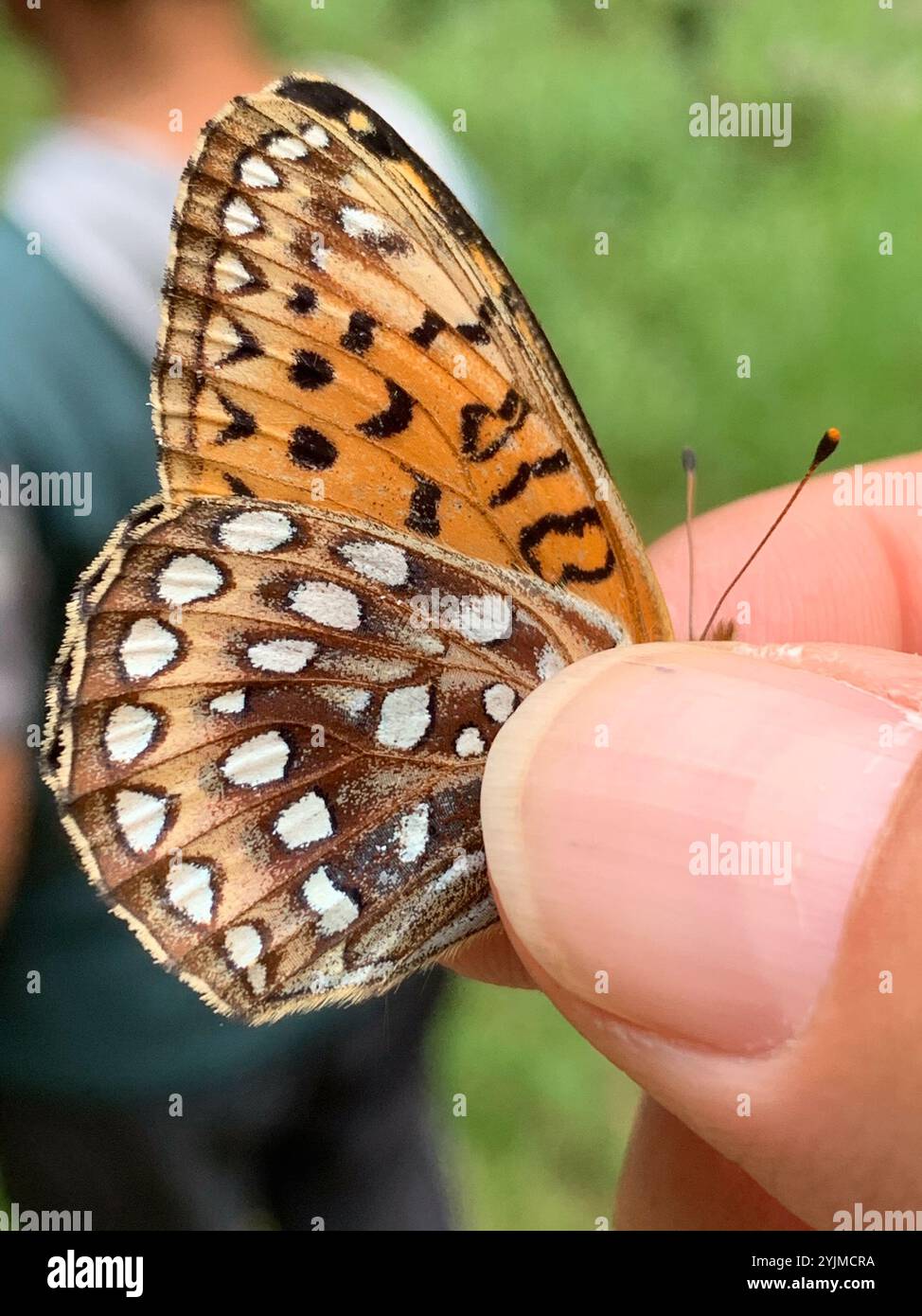 Northwestern fritillary hi-res stock photography and images - Alamy