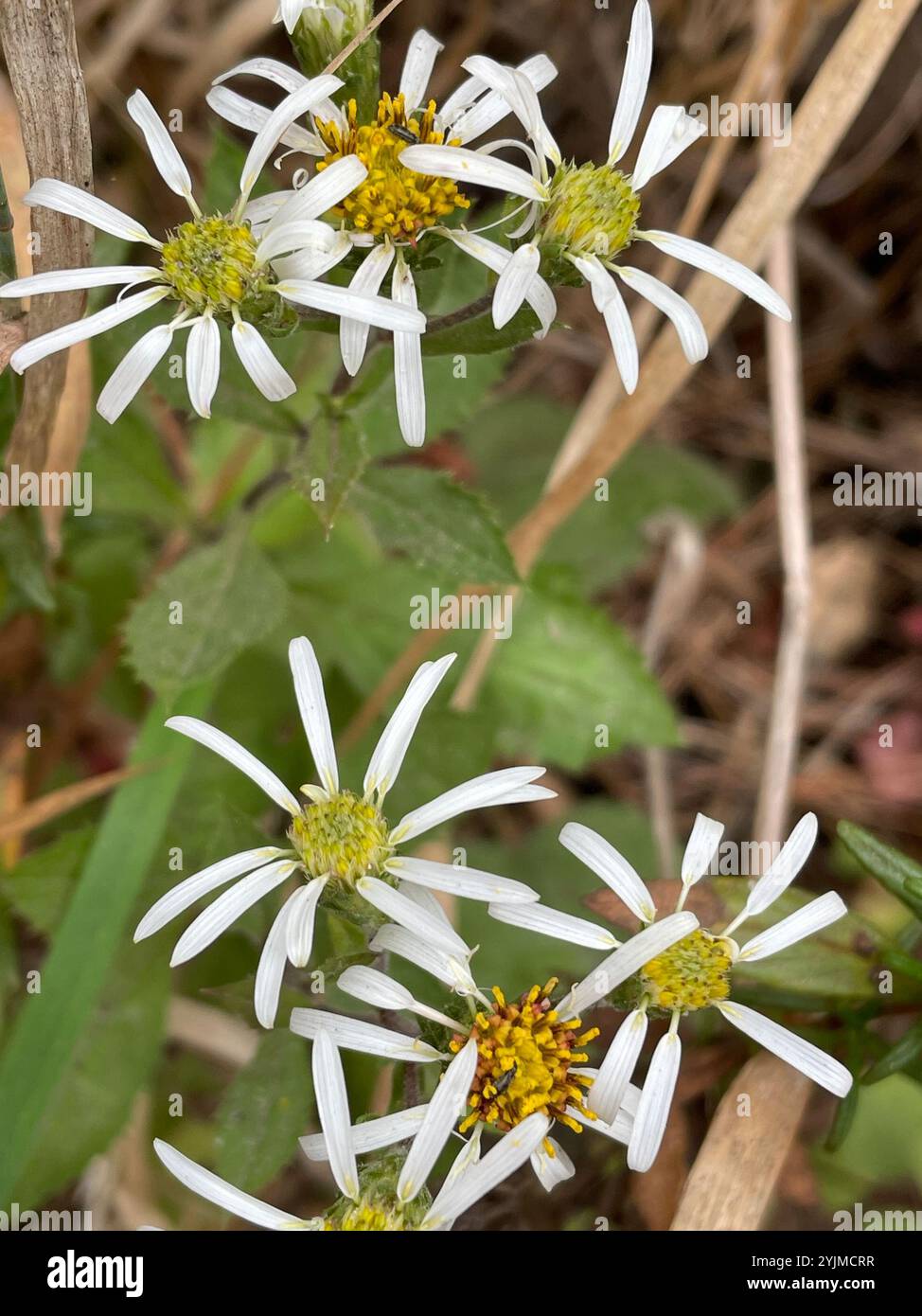 roughleaf aster (Eurybia radulina Stock Photo - Alamy