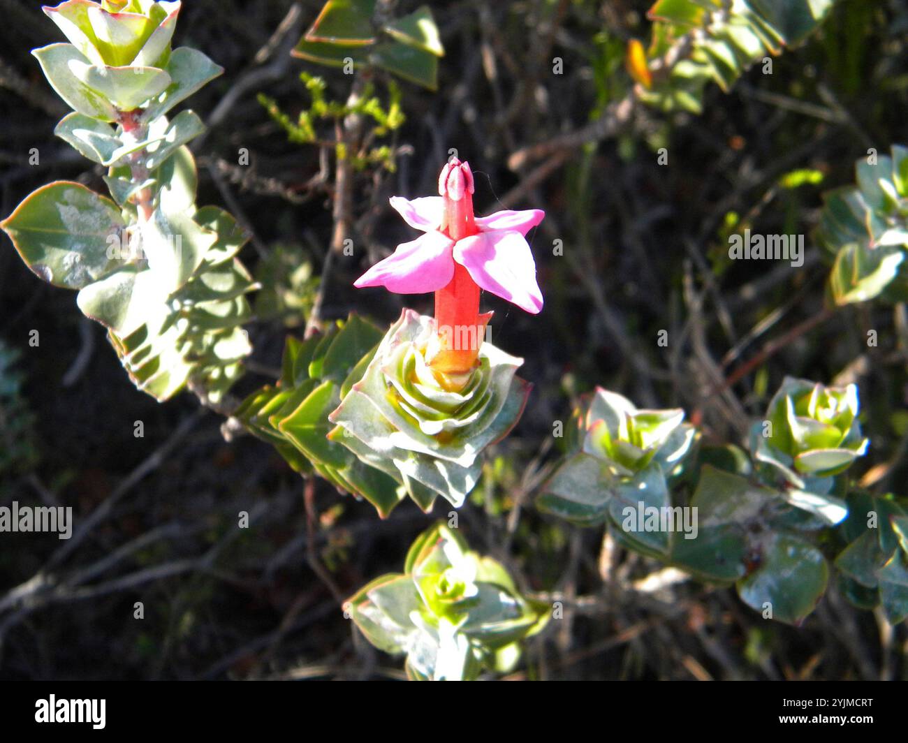 Salter (Saltera sarcocolla Stock Photo - Alamy