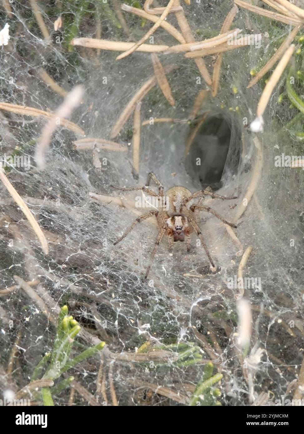 Labyrinth spider (Agelena labyrinthica Stock Photo - Alamy