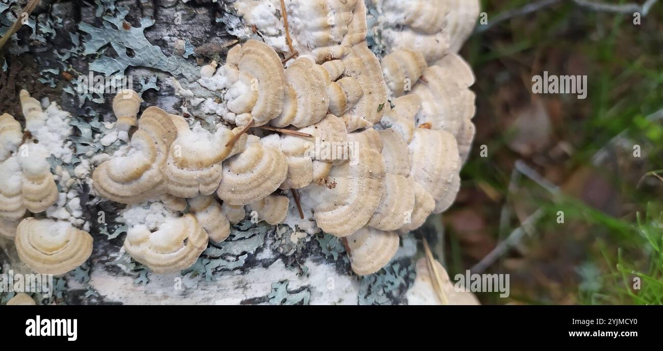 Gilled Polypore (Trametes betulina Stock Photo - Alamy
