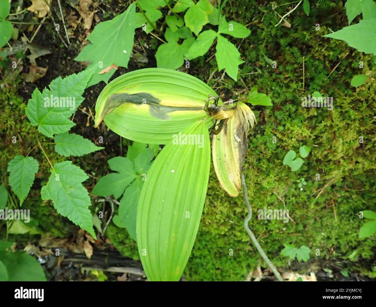 Green false hellebore veratrum viride hi-res stock photography and ...