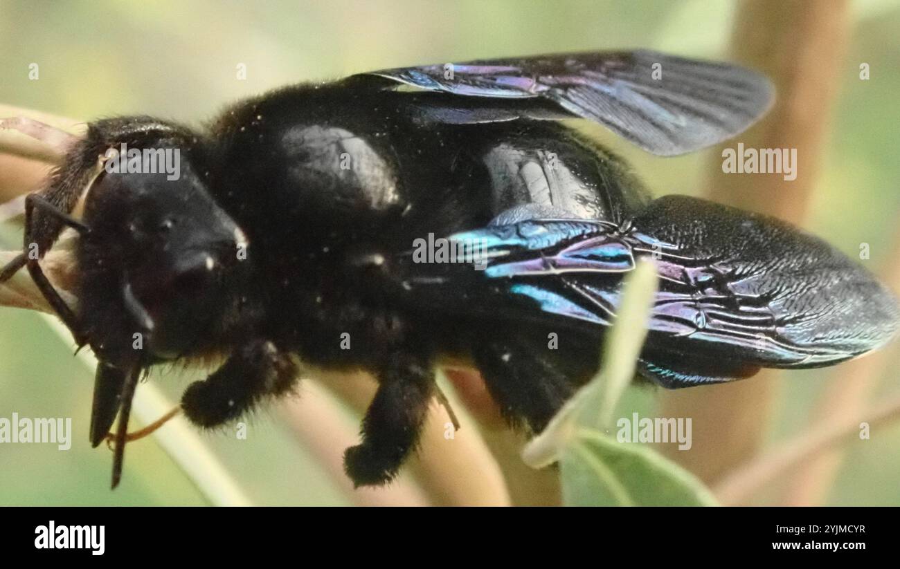 Violet Carpenter Bee (Xylocopa violacea Stock Photo - Alamy