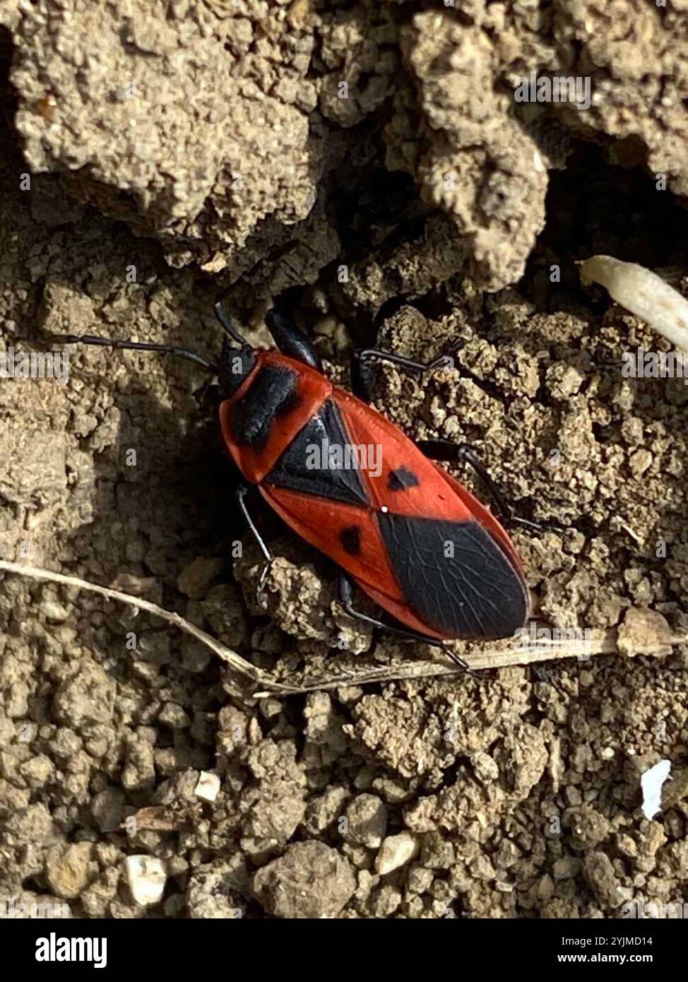 Mediterranean red bug (Scantius aegyptius Stock Photo - Alamy