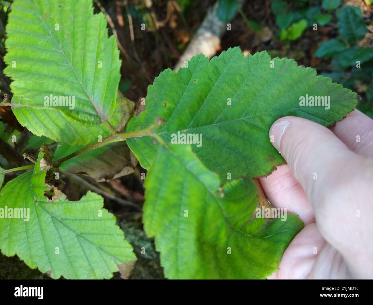Red Alder (Alnus rubra Stock Photo - Alamy