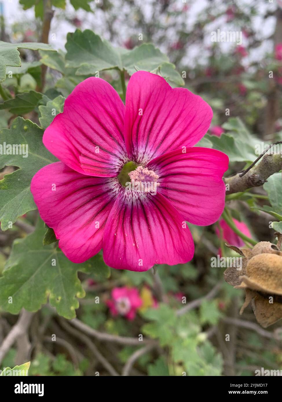Island Mallow (Malva assurgentiflora Stock Photo - Alamy